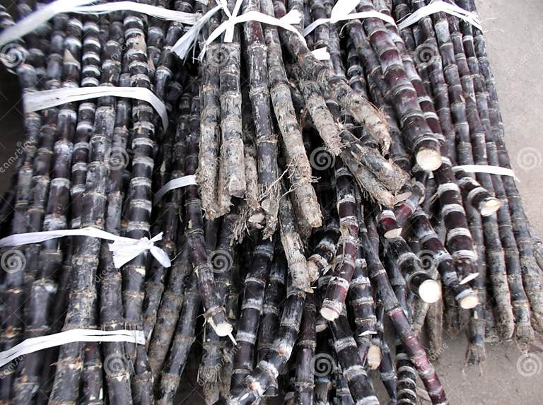 Sugar cane stock photo. Image of asia, close, snacks - 49528474