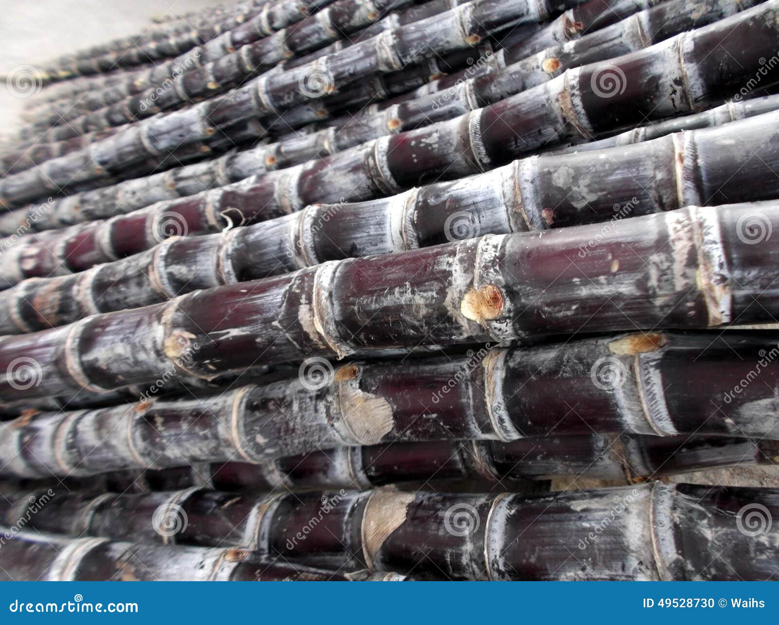 Sugar cane stock photo. Image of objects, background - 49528730