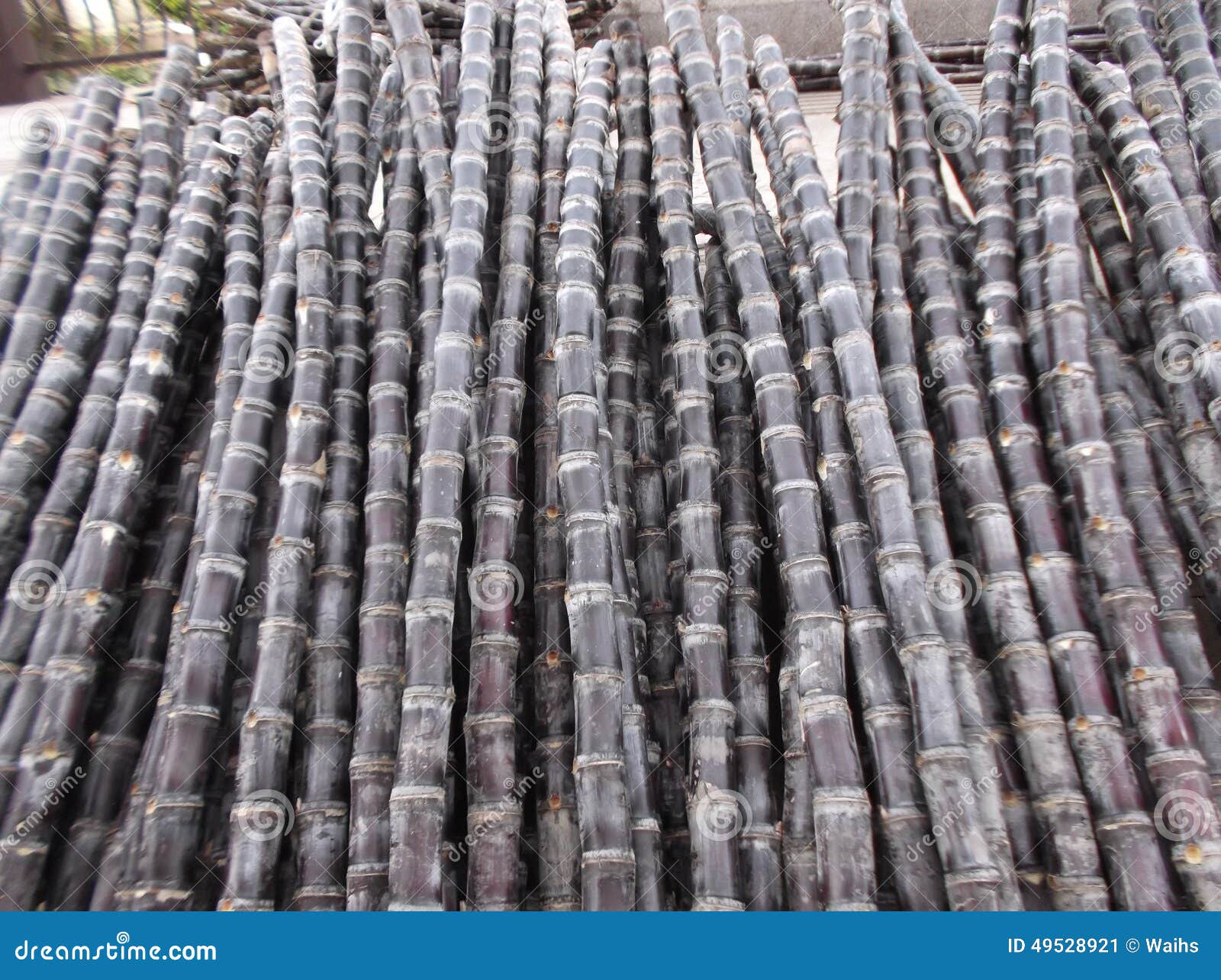 Sugar cane stock image. Image of products, still, agricultural - 49528921