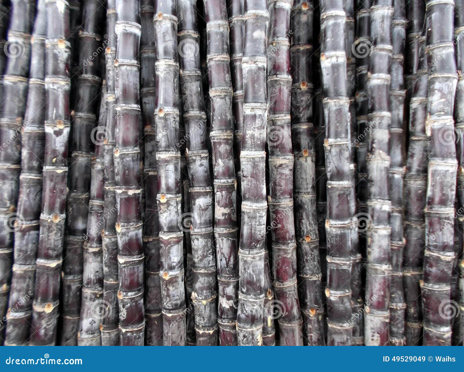Sugar cane stock image. Image of processing, china, agricultural - 49529049
