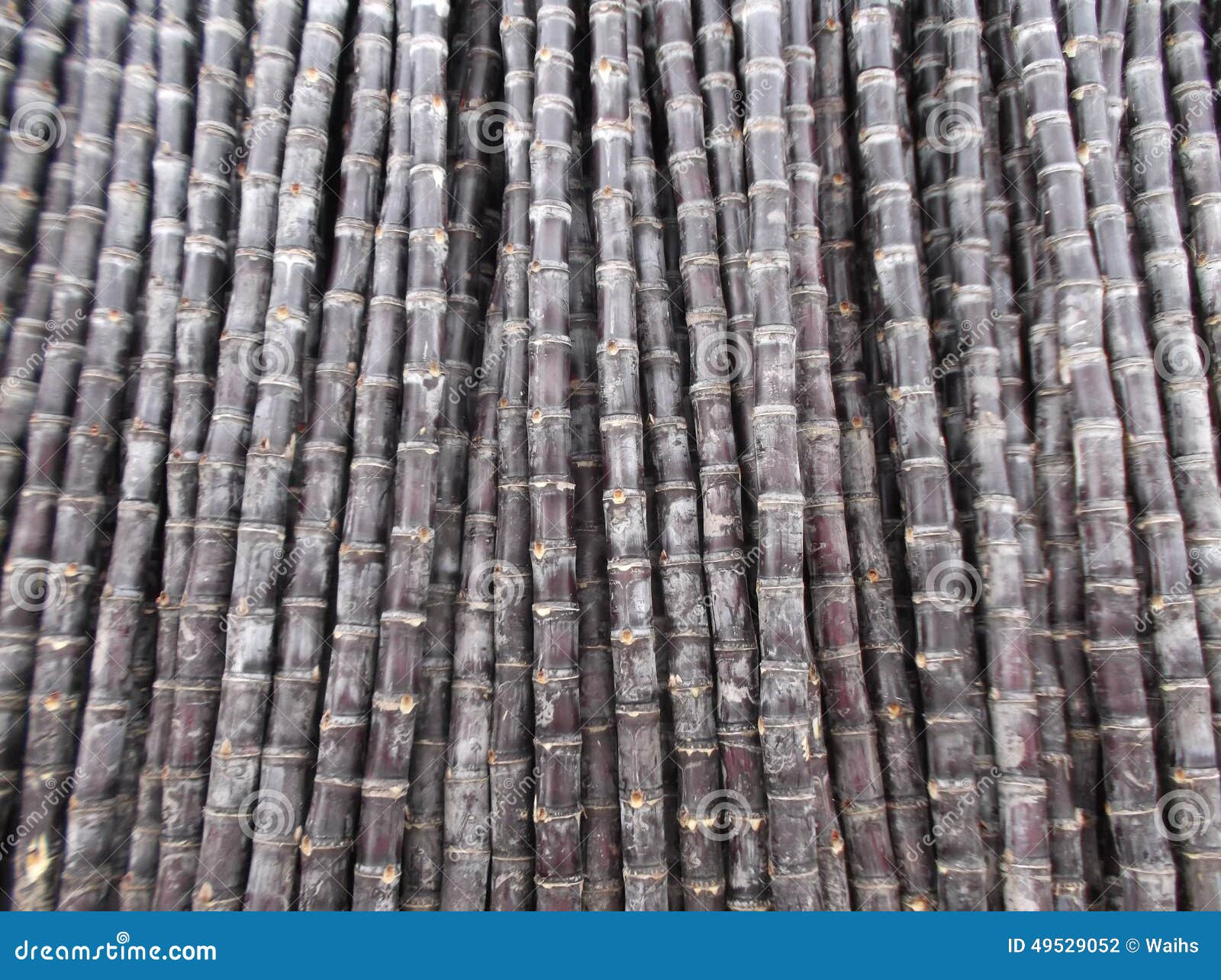 Sugar cane stock photo. Image of sugar, china, close - 49529052