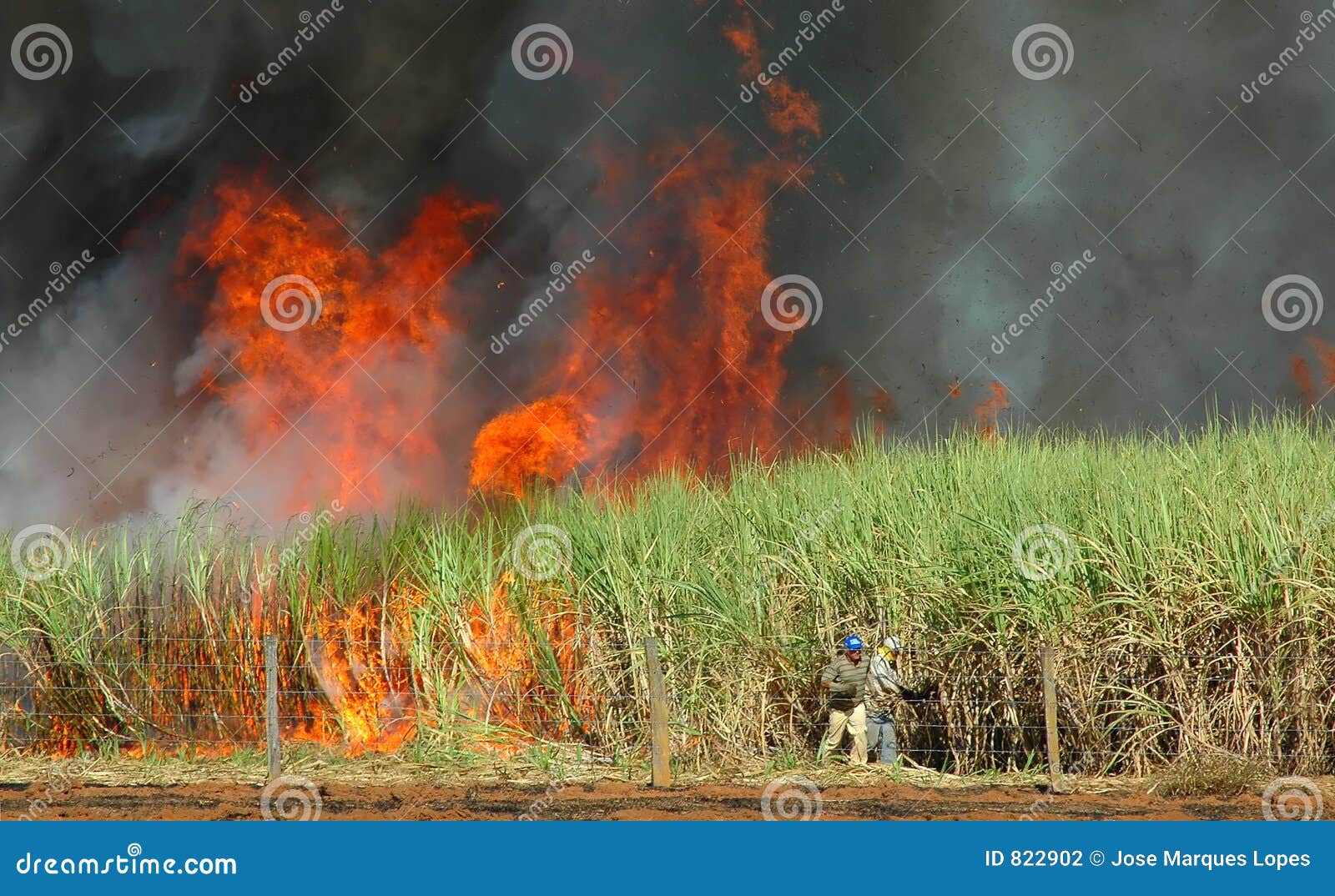 Sugar cane burned stock photo. Image of farm, cane, fire - 822902