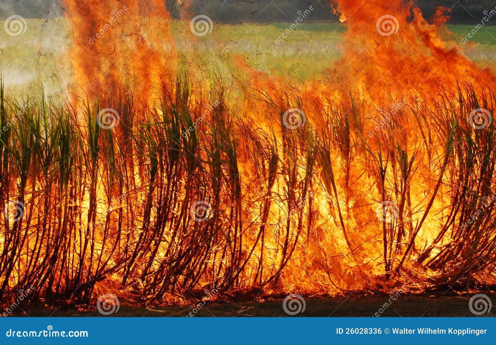 Sugar cane burning stock photo. Image of orange, sugar - 26028336