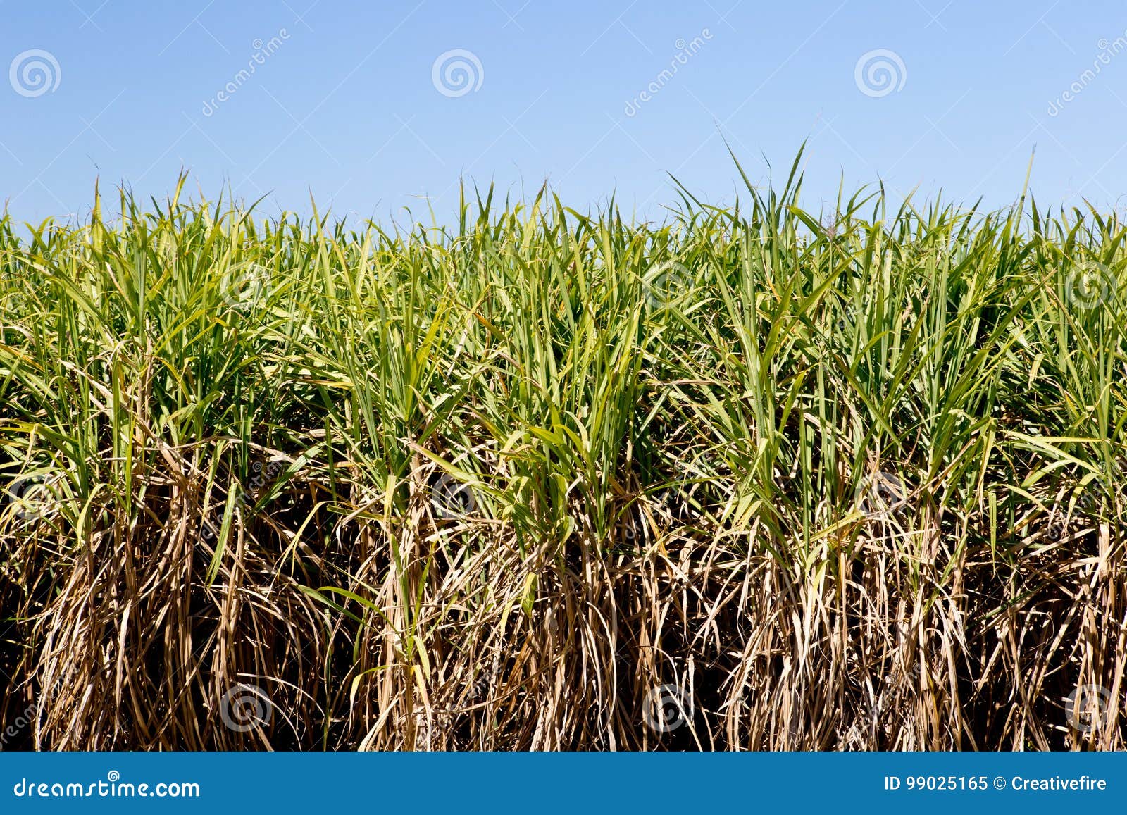 3,935 Sugar Cane Crop Field Harvest Photos - Free & Royalty-Free Stock ...