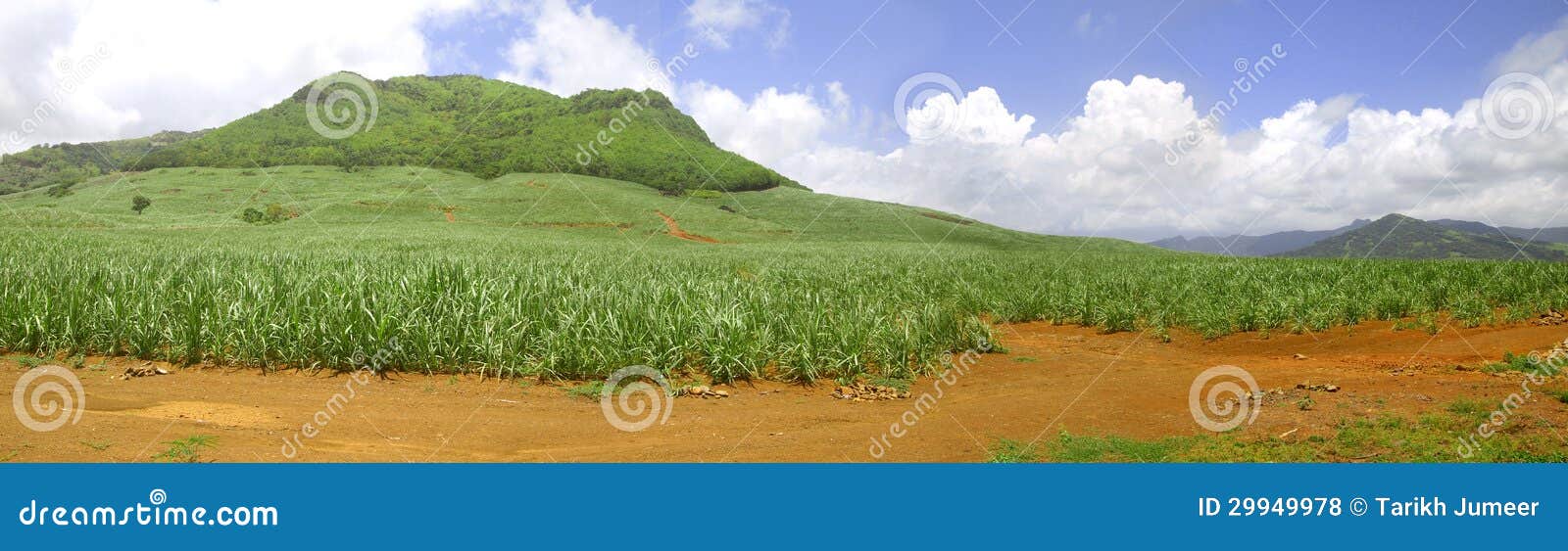 Panoramic Sugar Cane Field in Mauritius Stock Photo - Image of ...