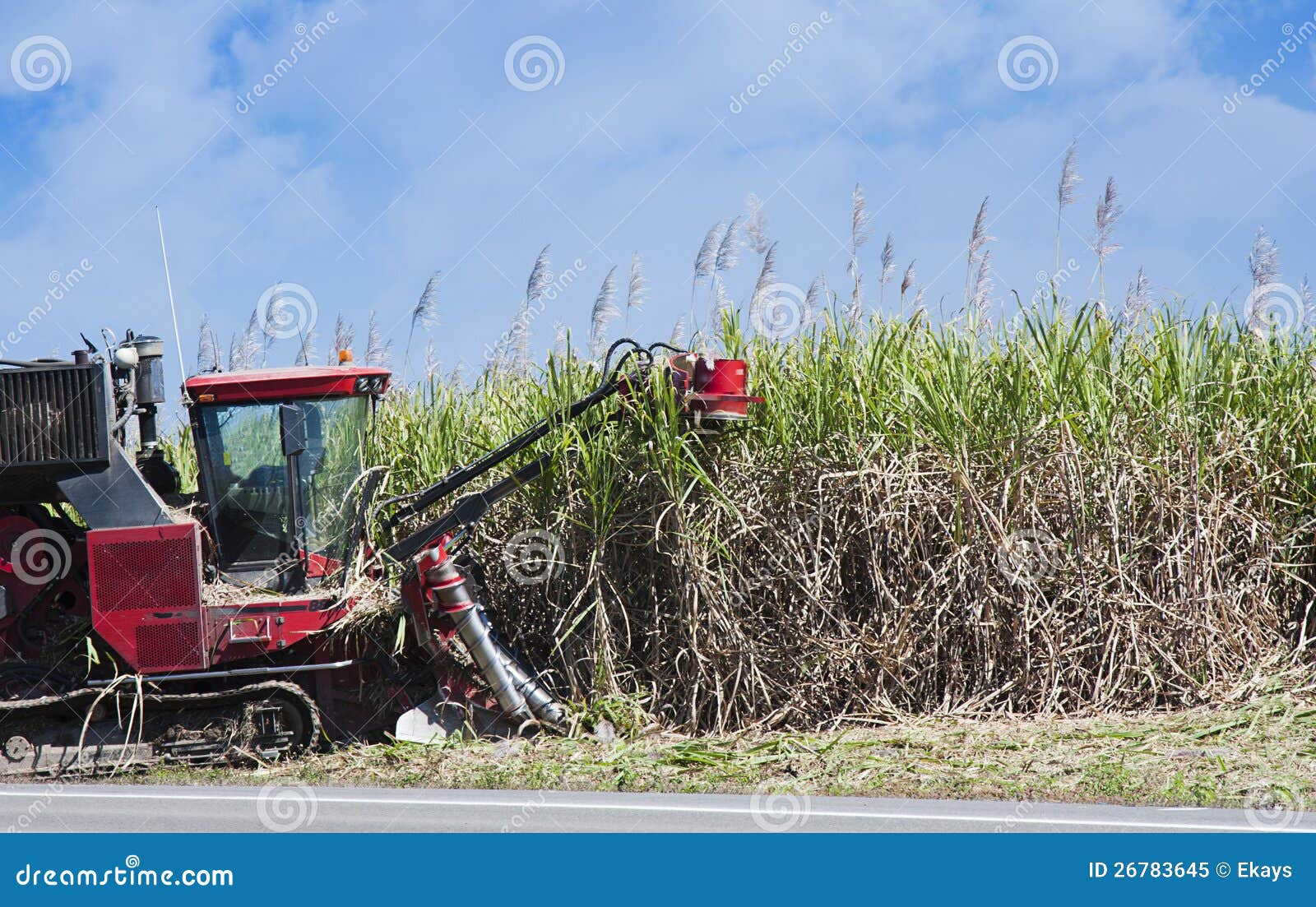 Sugar cane cutting stock image. Image of equipment, farmer - 26783645