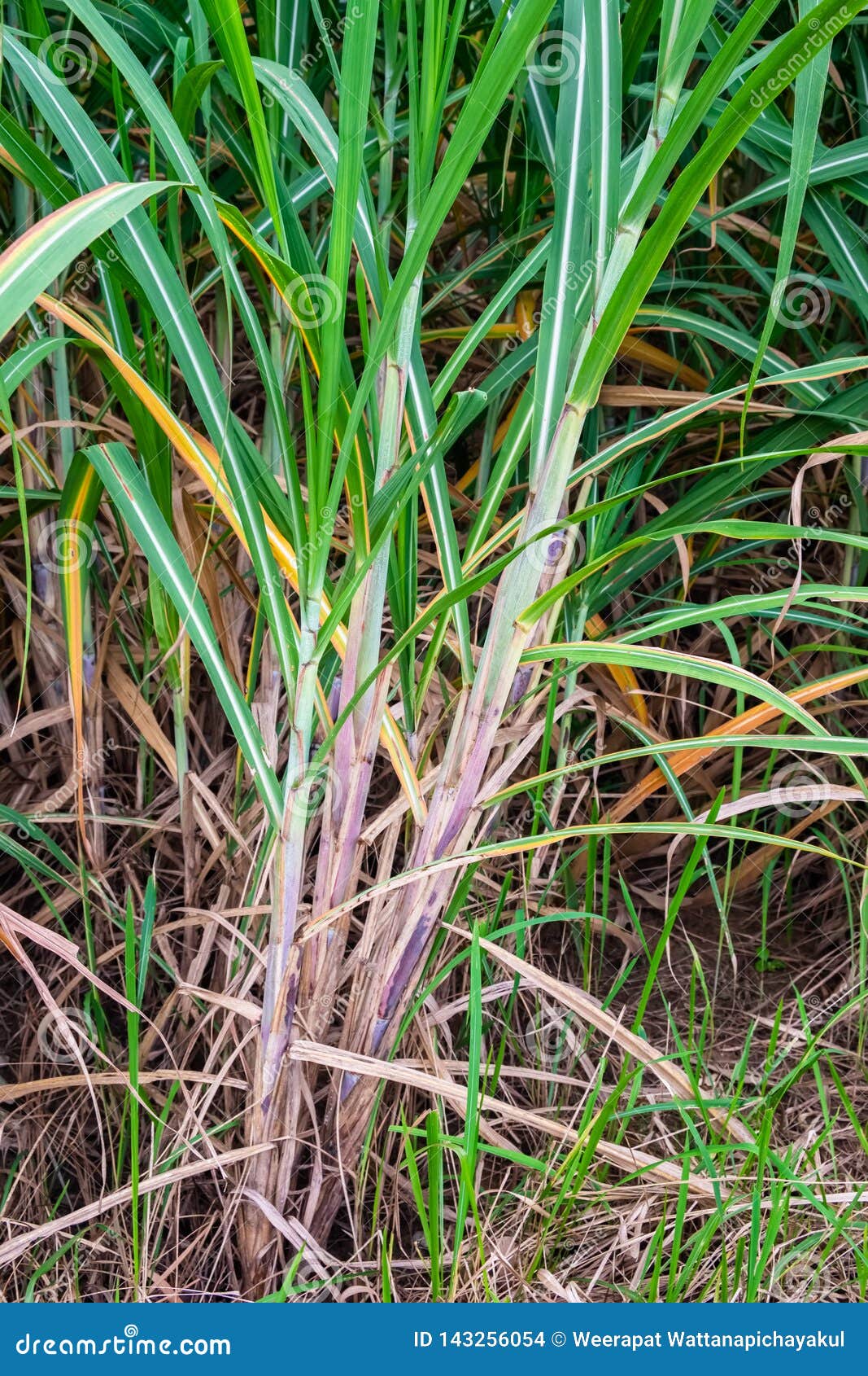Sugar Cane in the Farm stock photo. Image of growth - 143256054