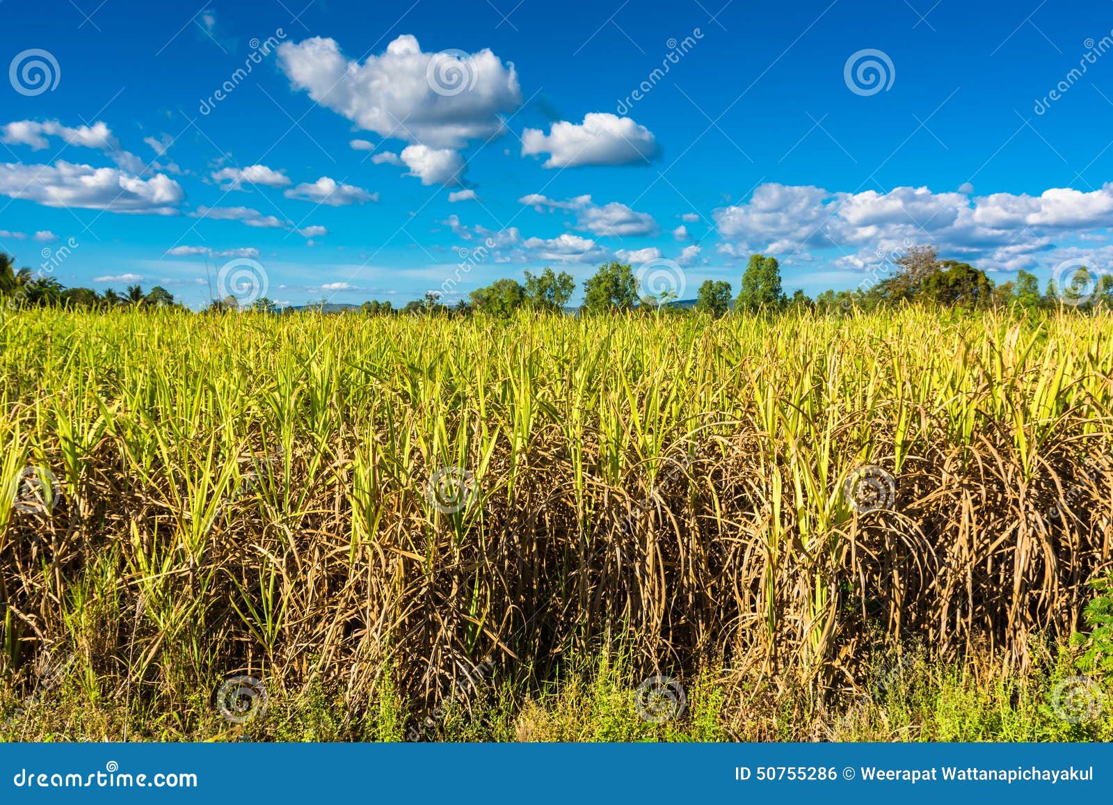 Sugar cane farm stock photo. Image of cane, thailand - 50755286