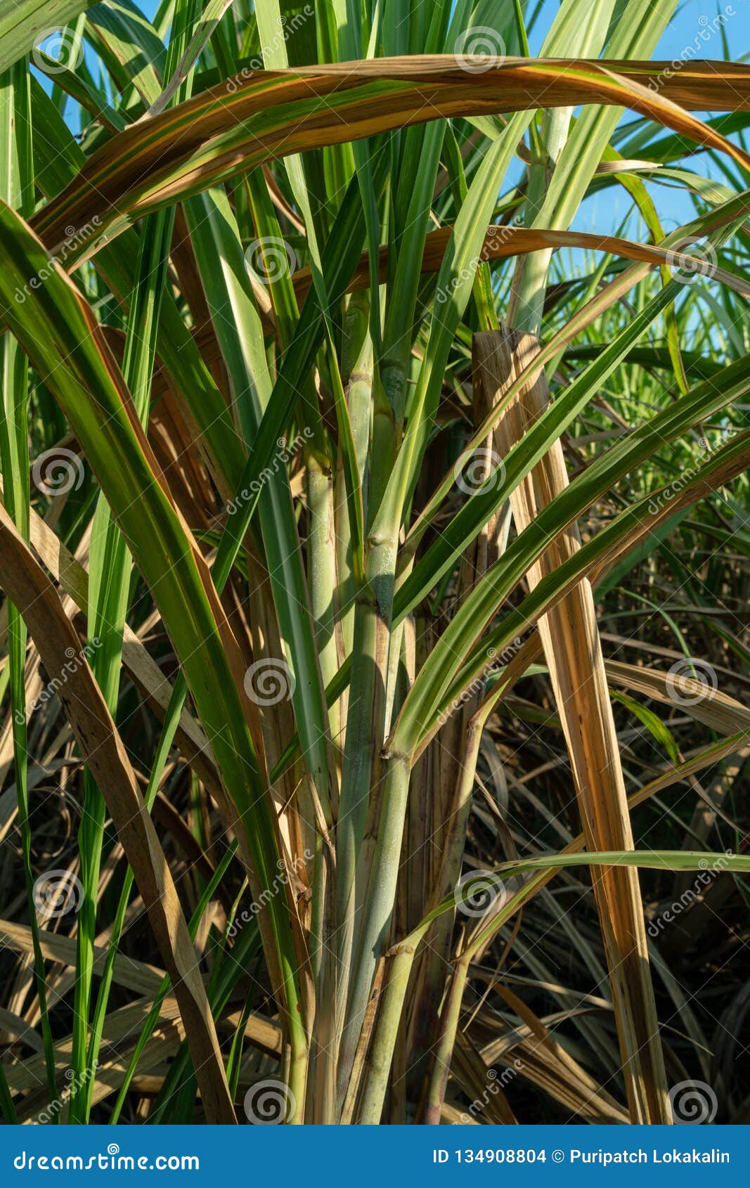 Sugar cane farm stock photo. Image of environment, sugarcane - 134908804