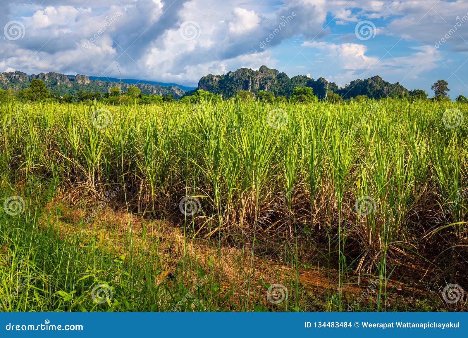 Sugar Cane Farm stock photo. Image of outdoor, grow - 134483484
