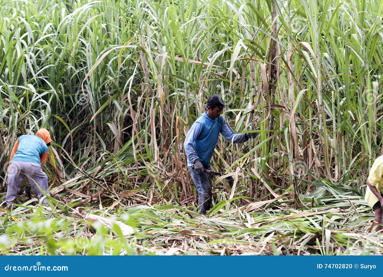 Sugar cane editorial image. Image of java, central, phragmites - 74702820