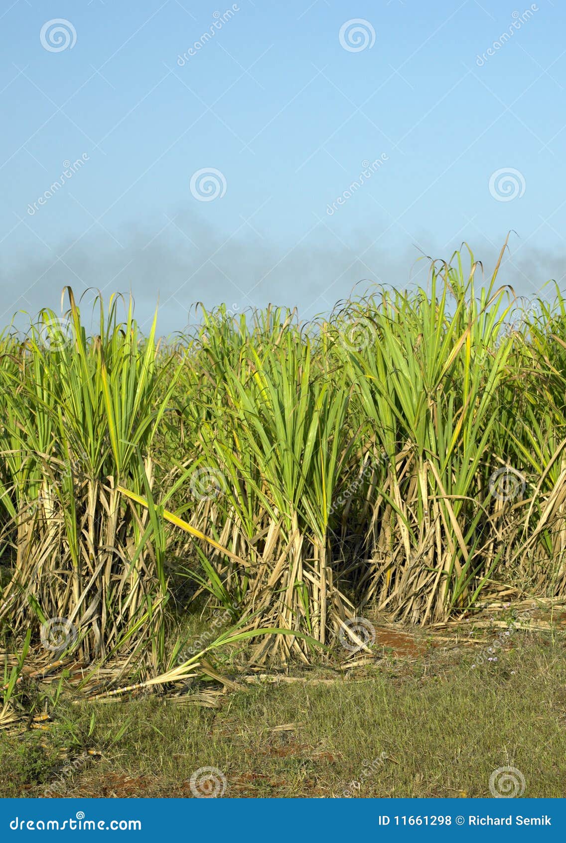 Sugar cane field stock photo. Image of abundance, farms - 11661298