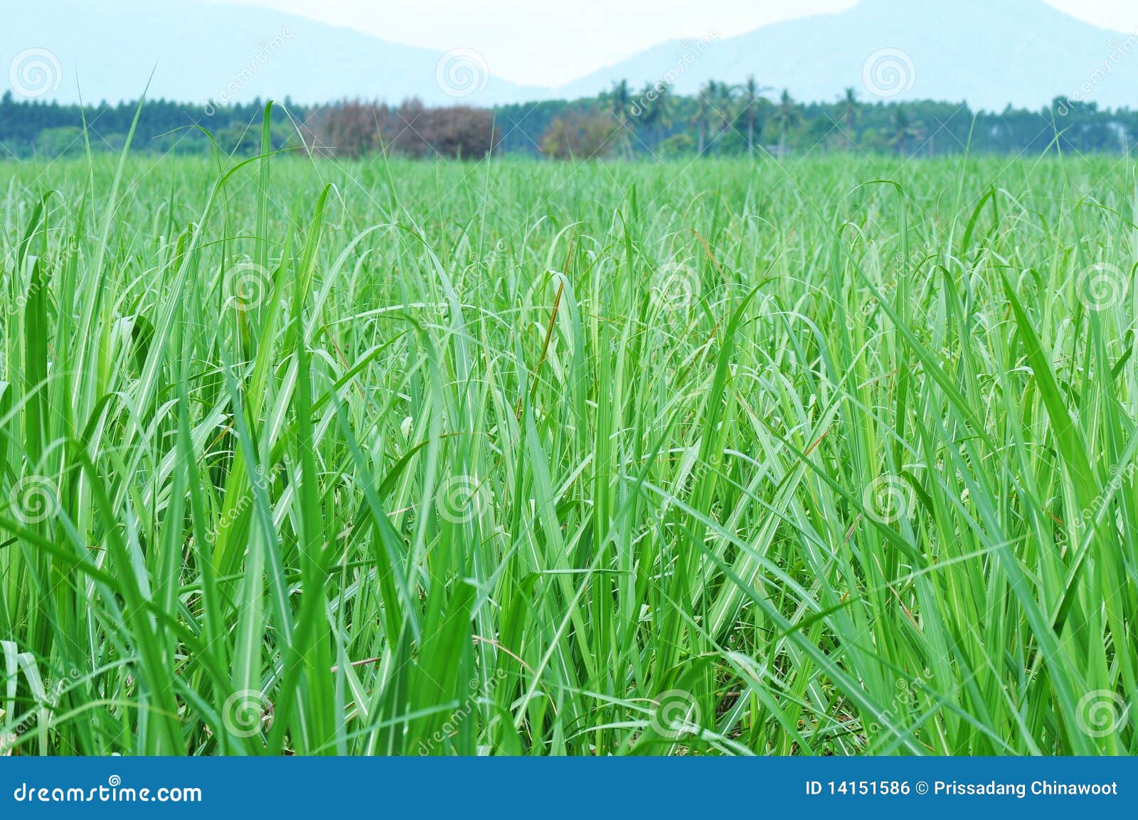 Sugar cane field stock photo. Image of cane, leaf, nature - 14151586