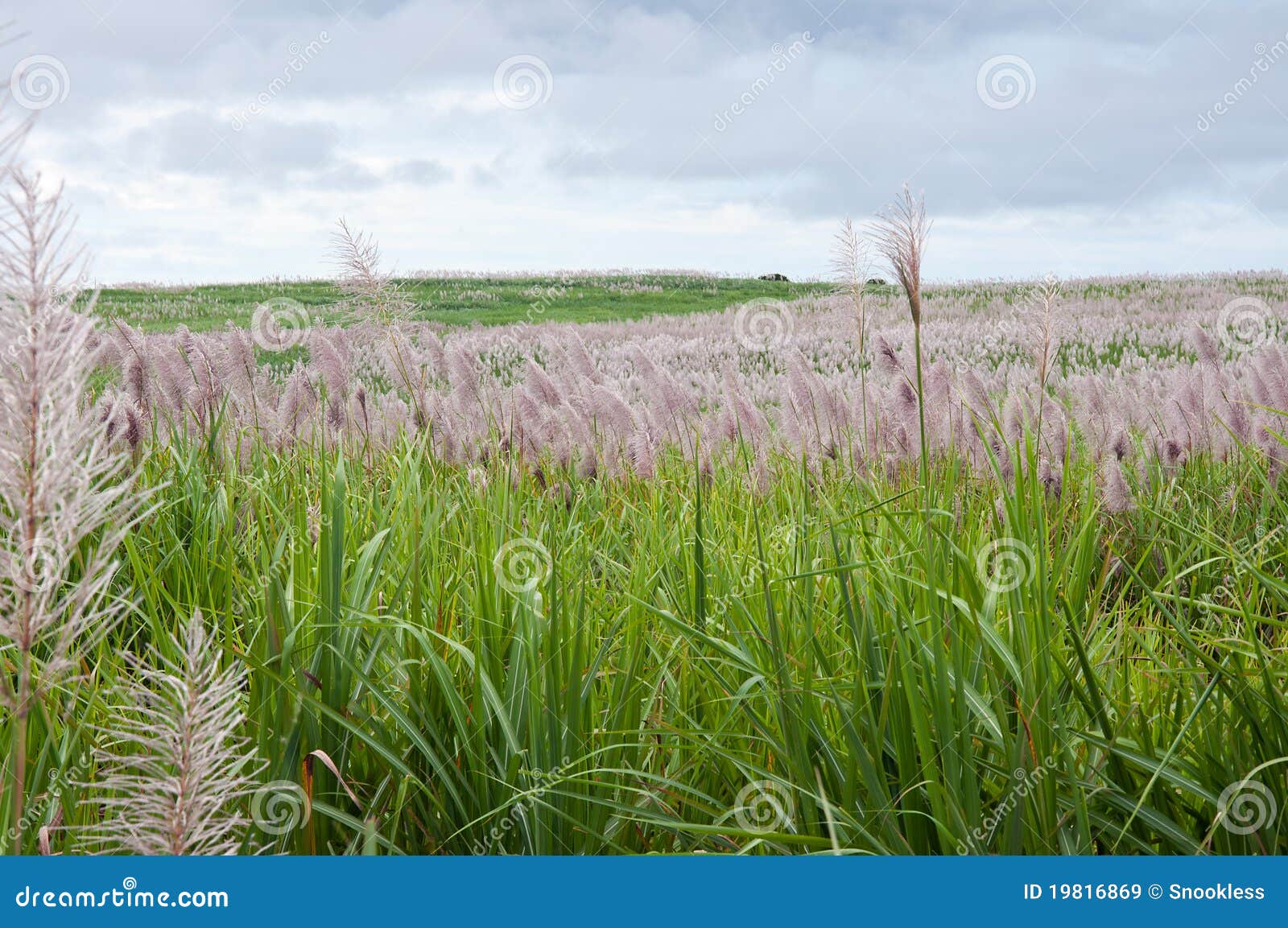Sugar Cane Field stock image. Image of plant, plantation - 19816869