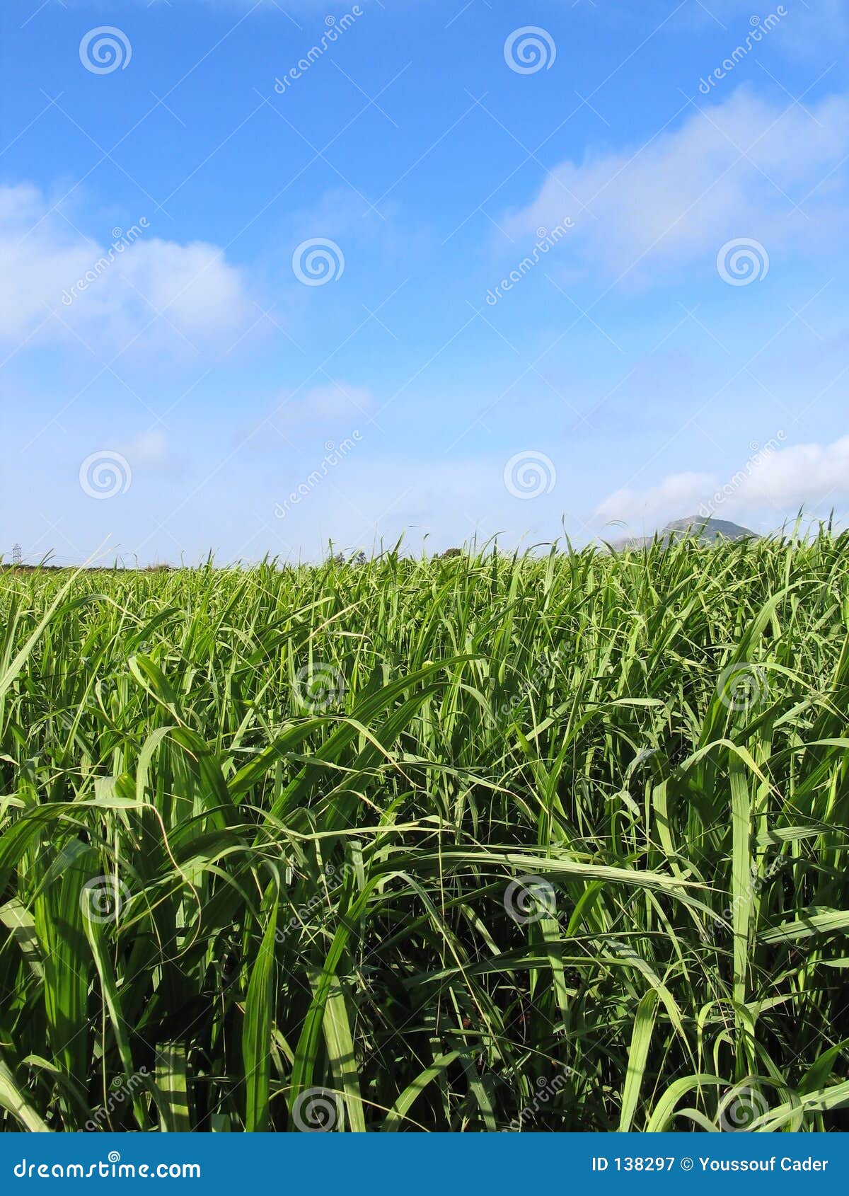 Sugar Cane Field #2 stock image. Image of field, agriculture - 138297