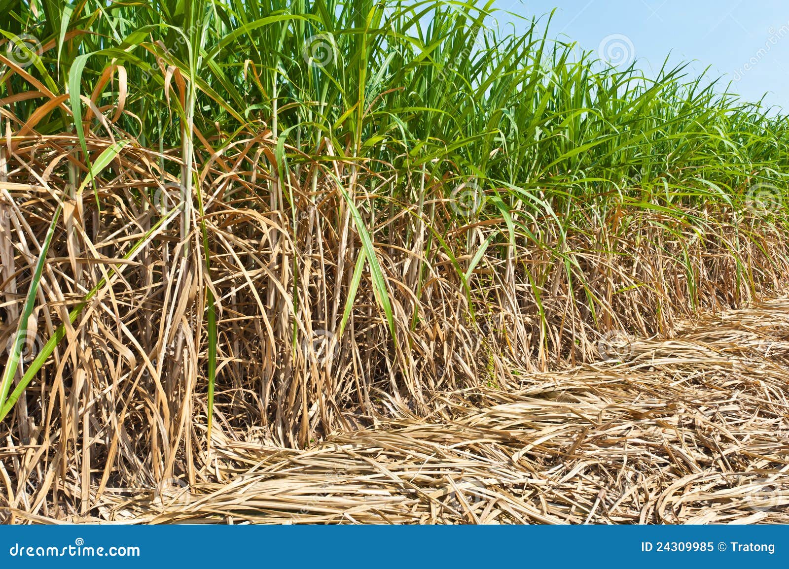 Sugar cane field stock image. Image of outdoors, green - 24309985