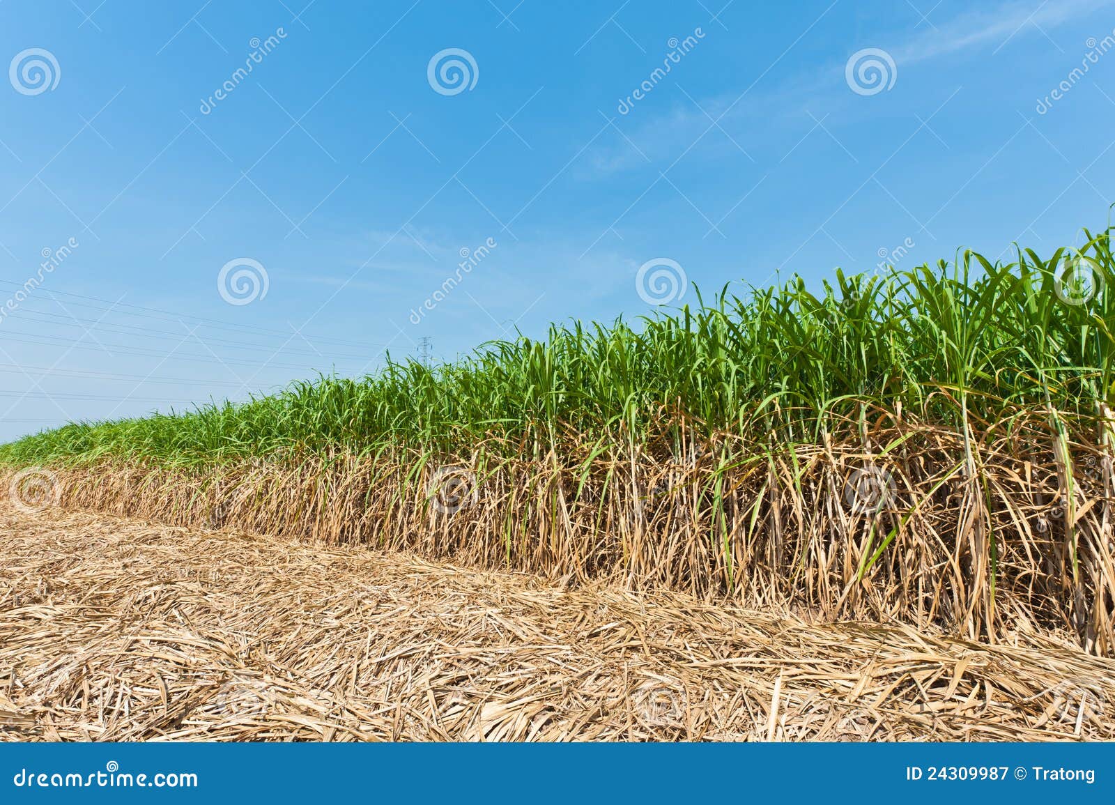 Sugar Cane Field Royalty Free Stock Photography - Image: 24309987