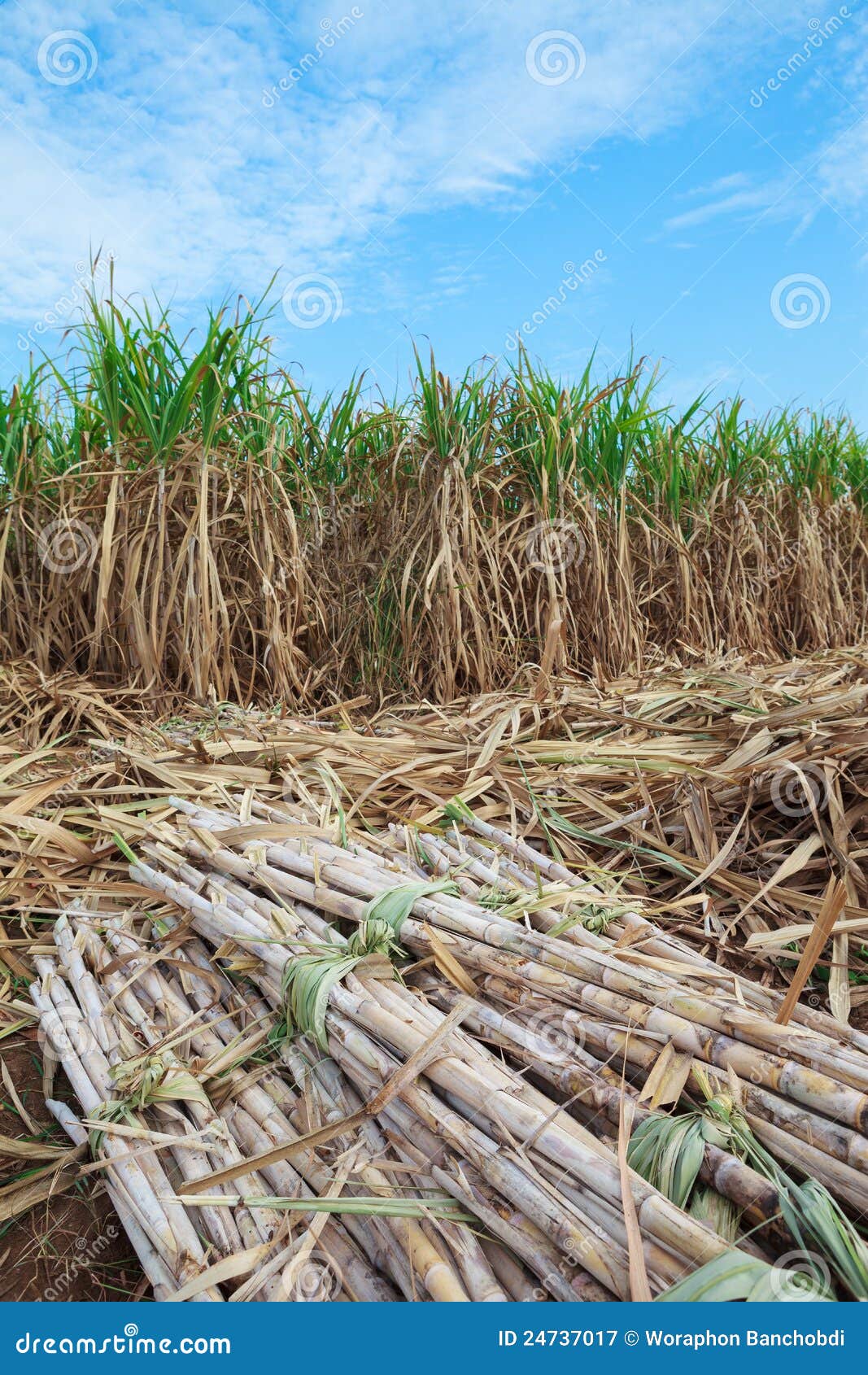 Sugar cane field stock image. Image of mature, raise - 24737017