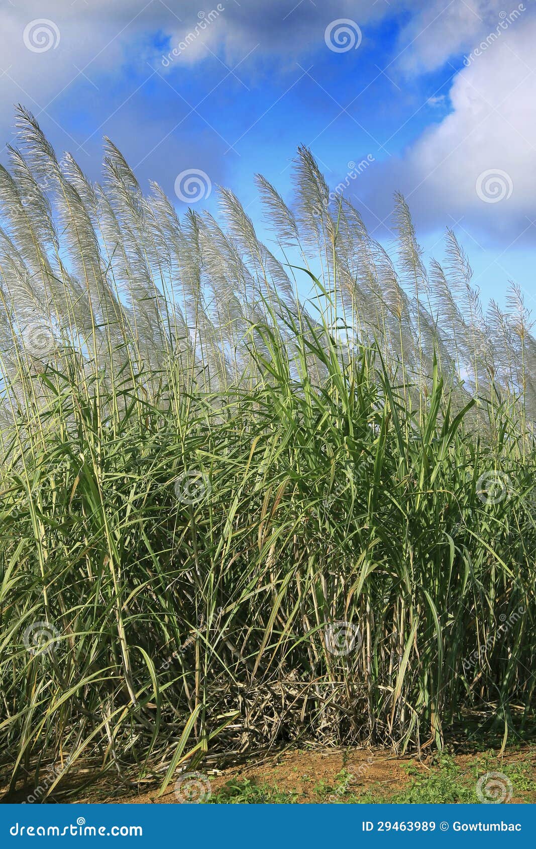 Sugar cane field stock image. Image of plants, field - 29463989
