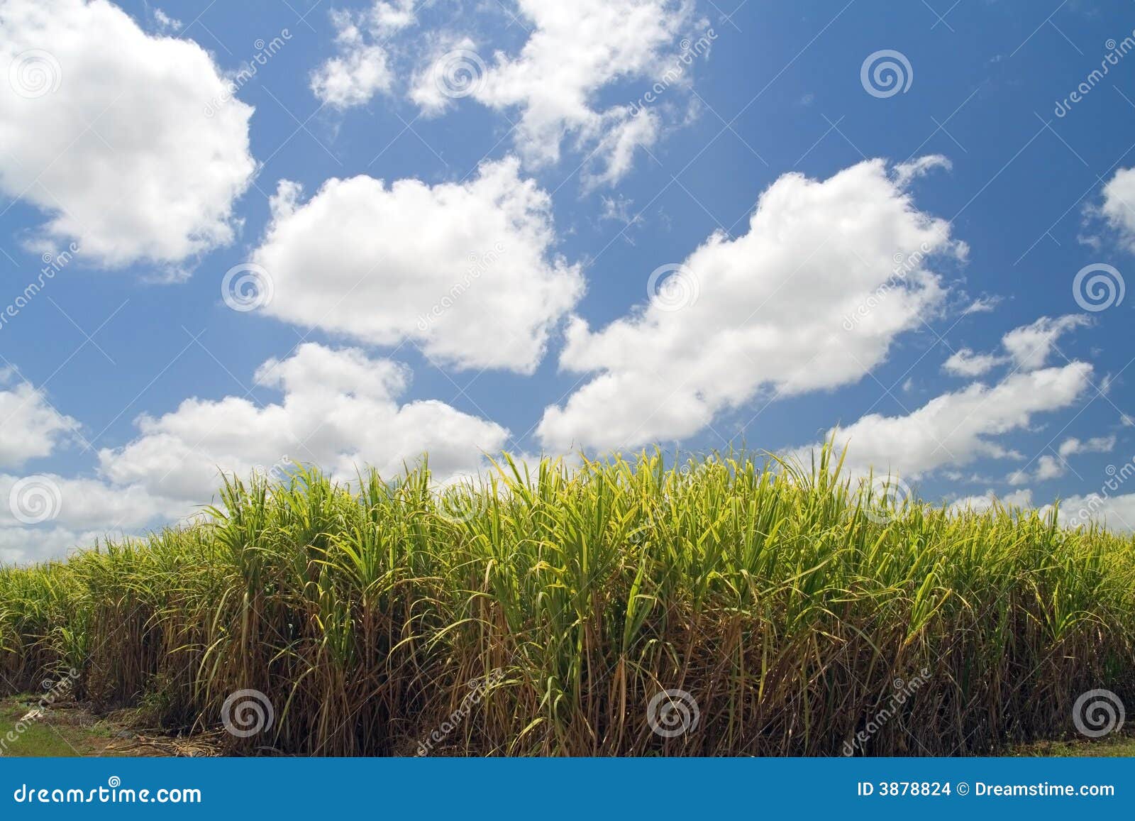 Sugar cane field stock photo. Image of crop, farming, clouds - 3878824