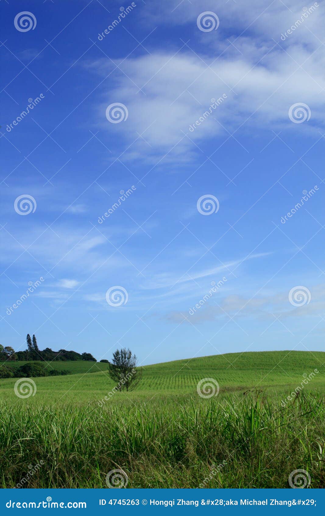 Sugar cane field stock image. Image of quiet, cloud, cane - 4745263