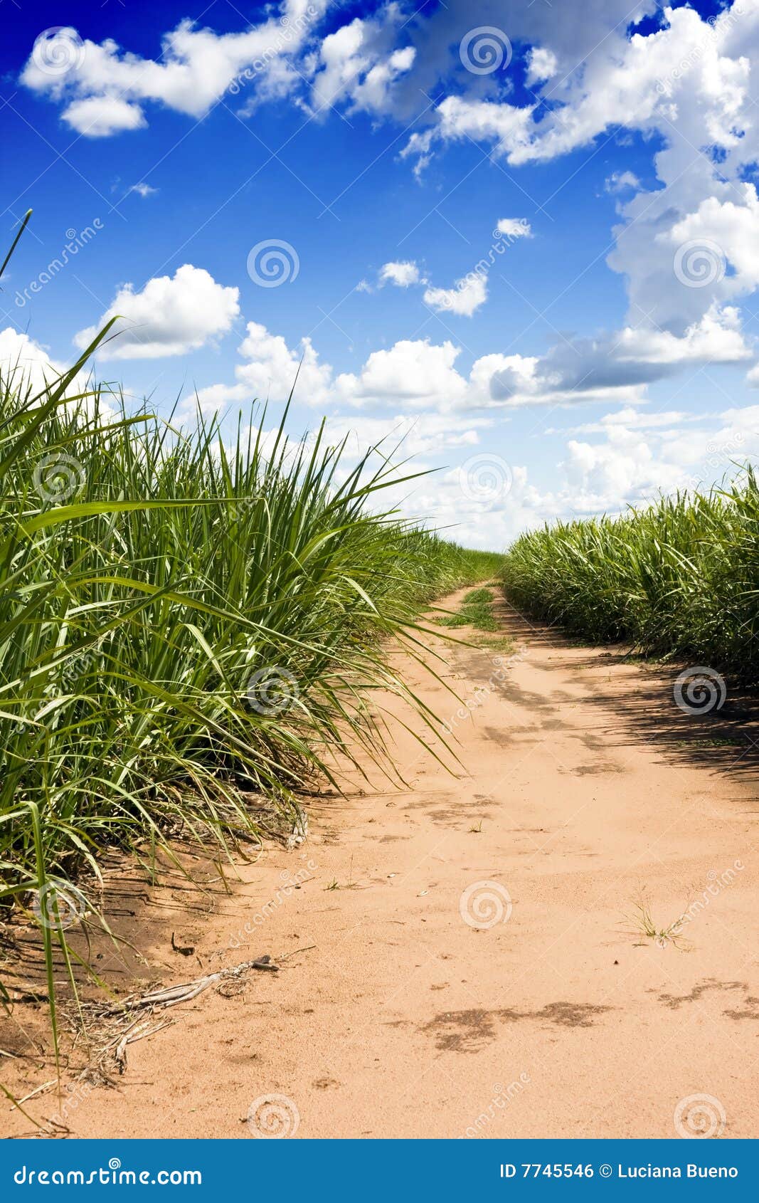 Sugar cane field stock photo. Image of biofuel, organic - 7745546