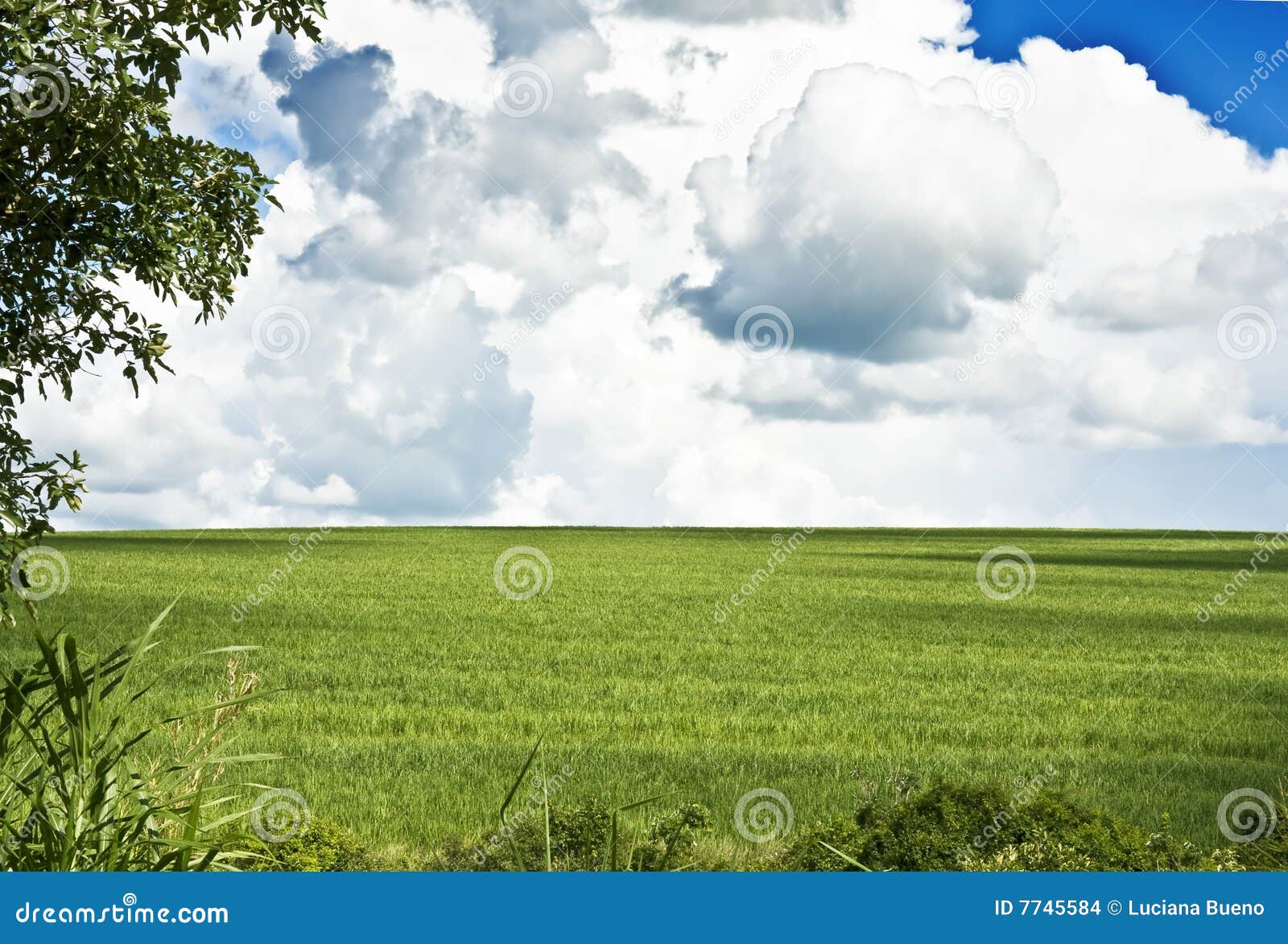 Sugar cane field stock photo. Image of meadow, rural, fiels - 7745584
