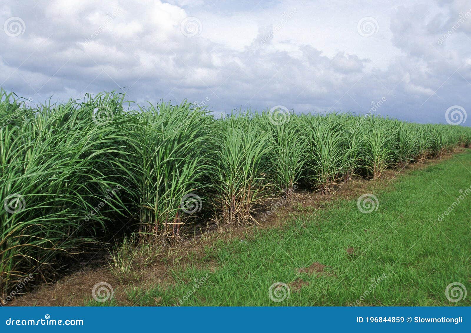 Sugar Cane Field, Australia Stock Image - Image of agricultural, plant ...