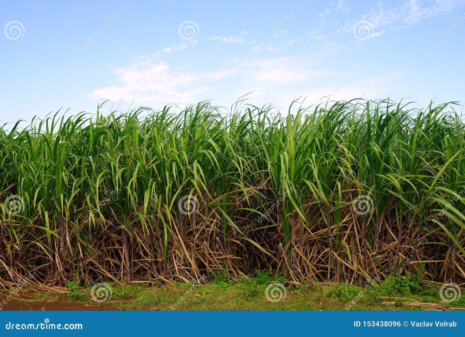 Sugar cane field. stock photo. Image of country, ecology - 153438096