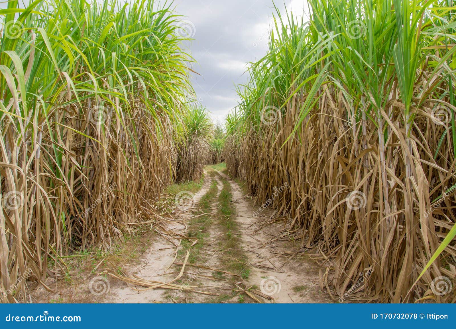 Sugar cane field stock photo. Image of farmland, country - 170732078
