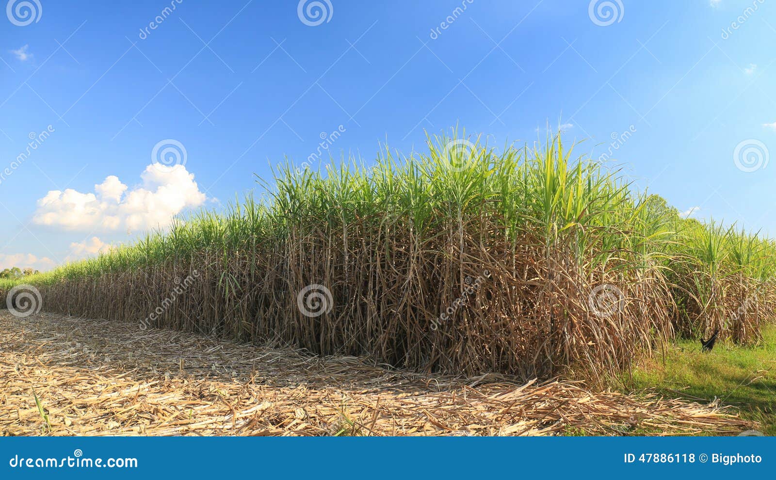 Sugar Cane Field in Blue Sky Stock Photo - Image of natural, outdoors ...
