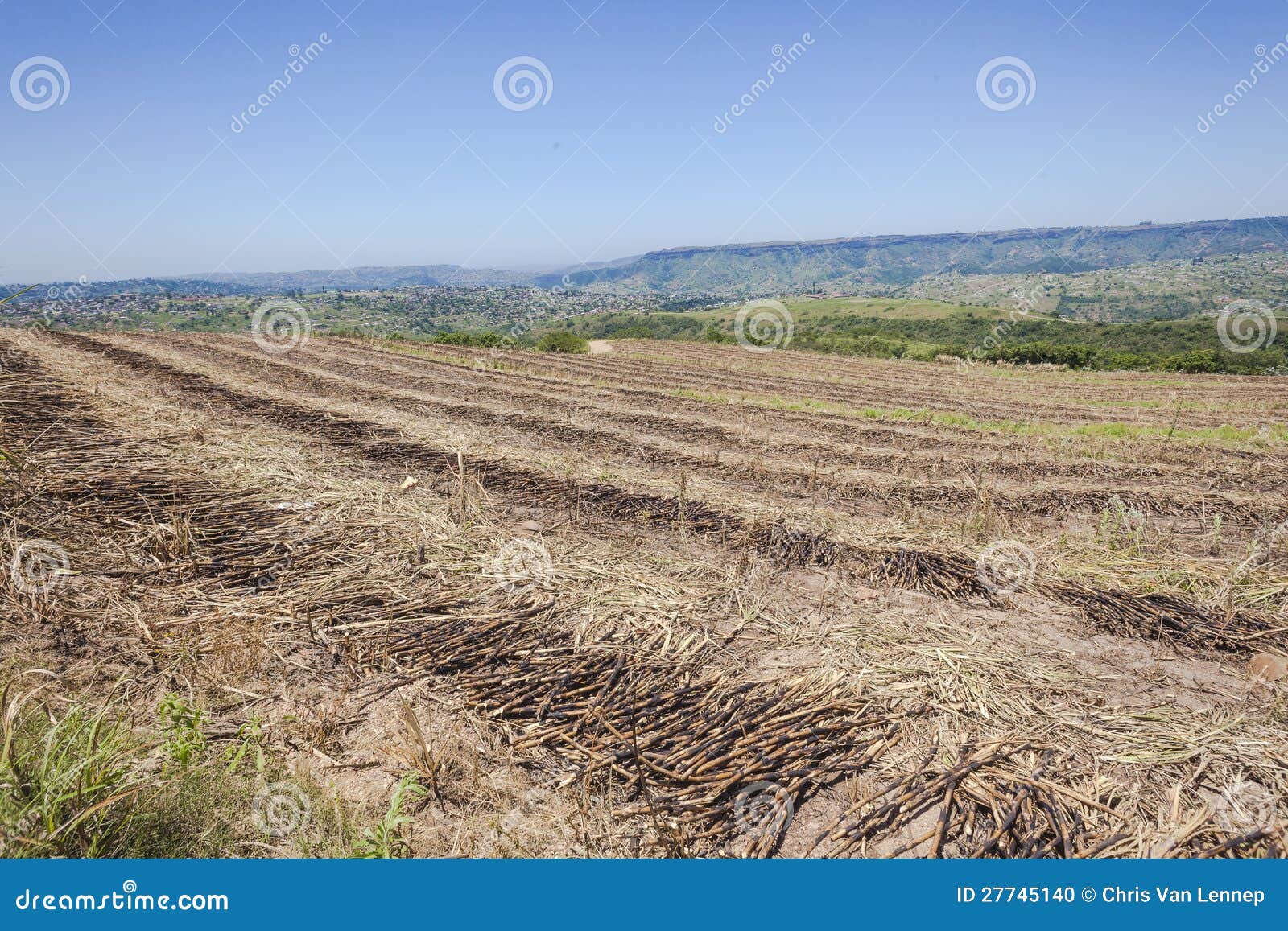 Sugar Cane Field Cut Crop stock photo. Image of overlooking - 27745140
