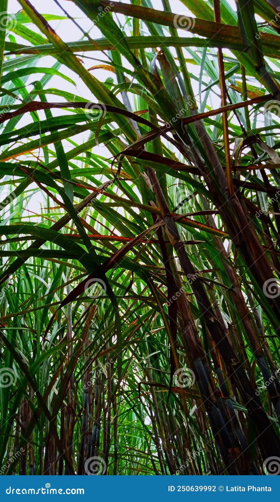 Into the sugar cane field stock photo. Image of forest - 250639992