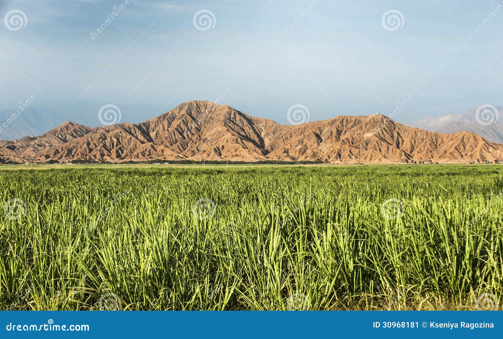 Sugar cane field stock image. Image of outdoors, lawn - 30968181
