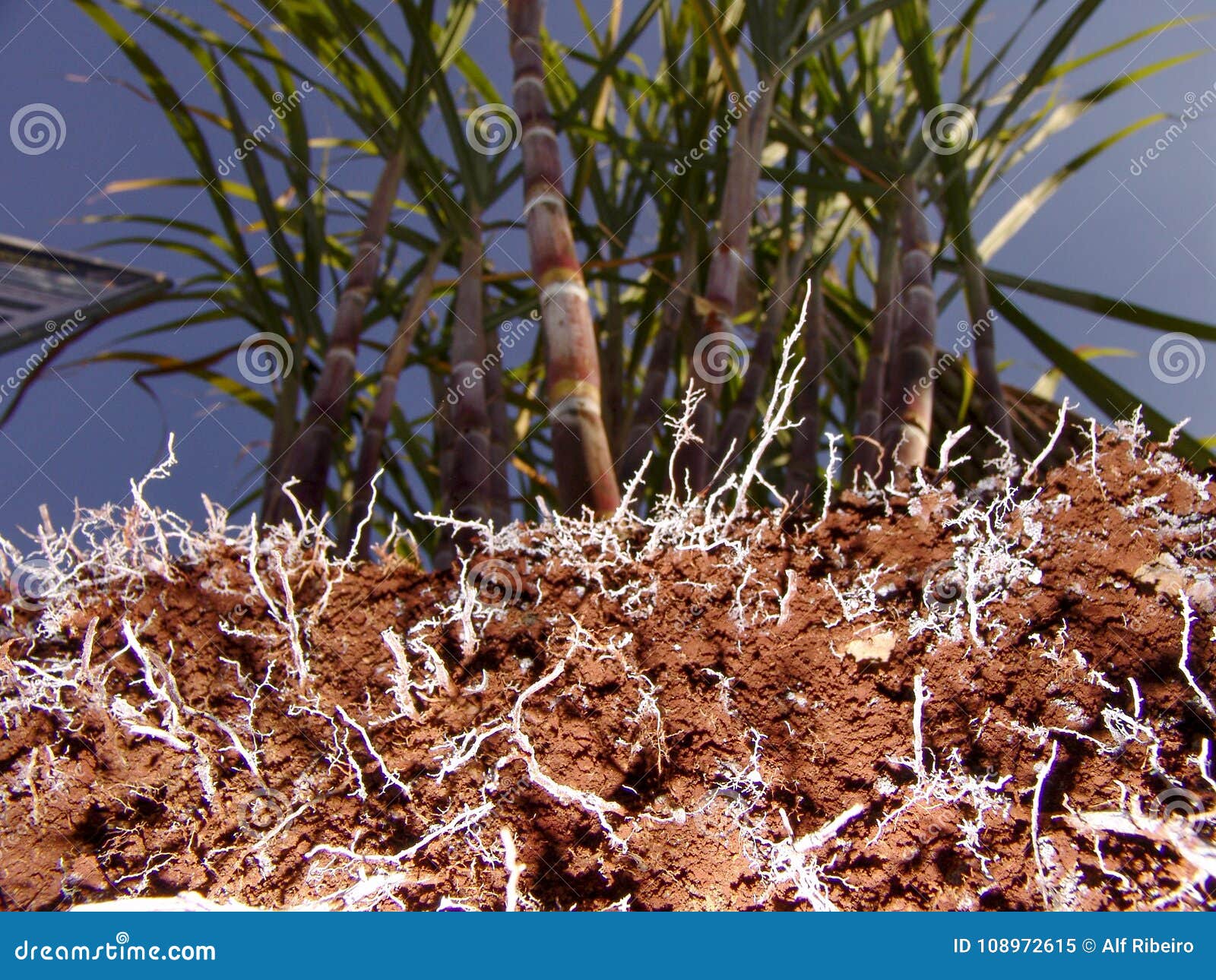 Sugar cane field stock image. Image of agriculture, nature - 108972615