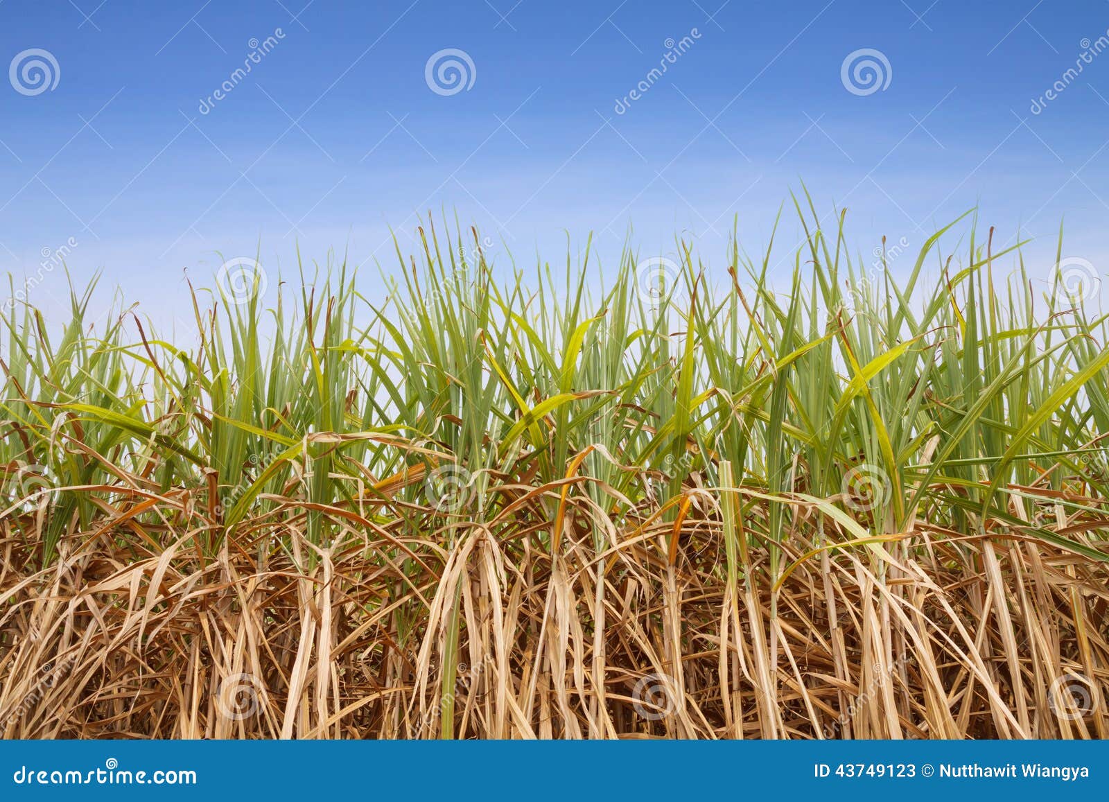 Sugar cane field. stock image. Image of growing, food - 43749123