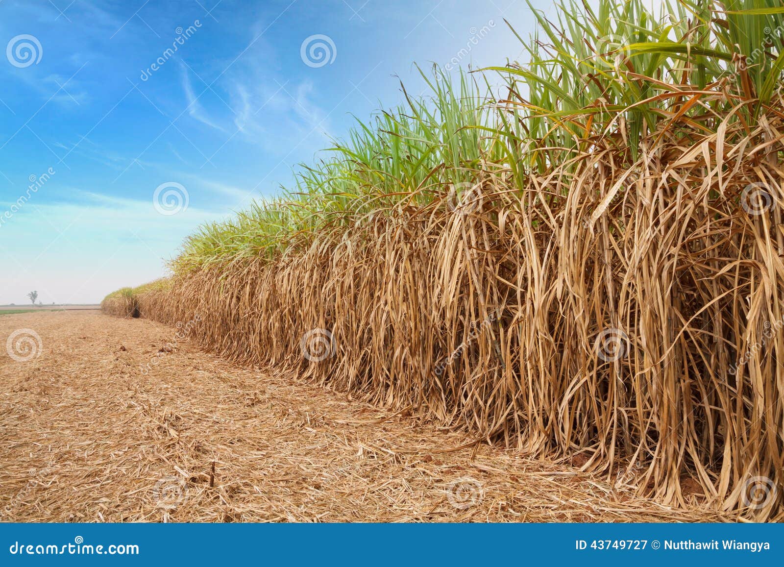 Sugar cane field. stock image. Image of blue, grass, land - 43749727