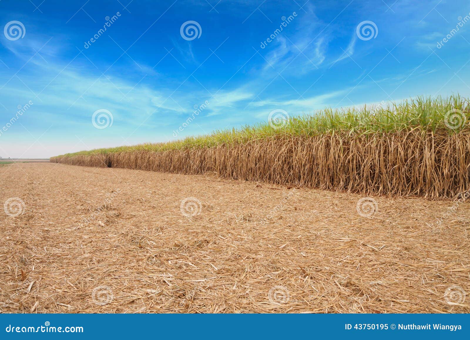 Sugar cane field. stock image. Image of country, farm - 43750195