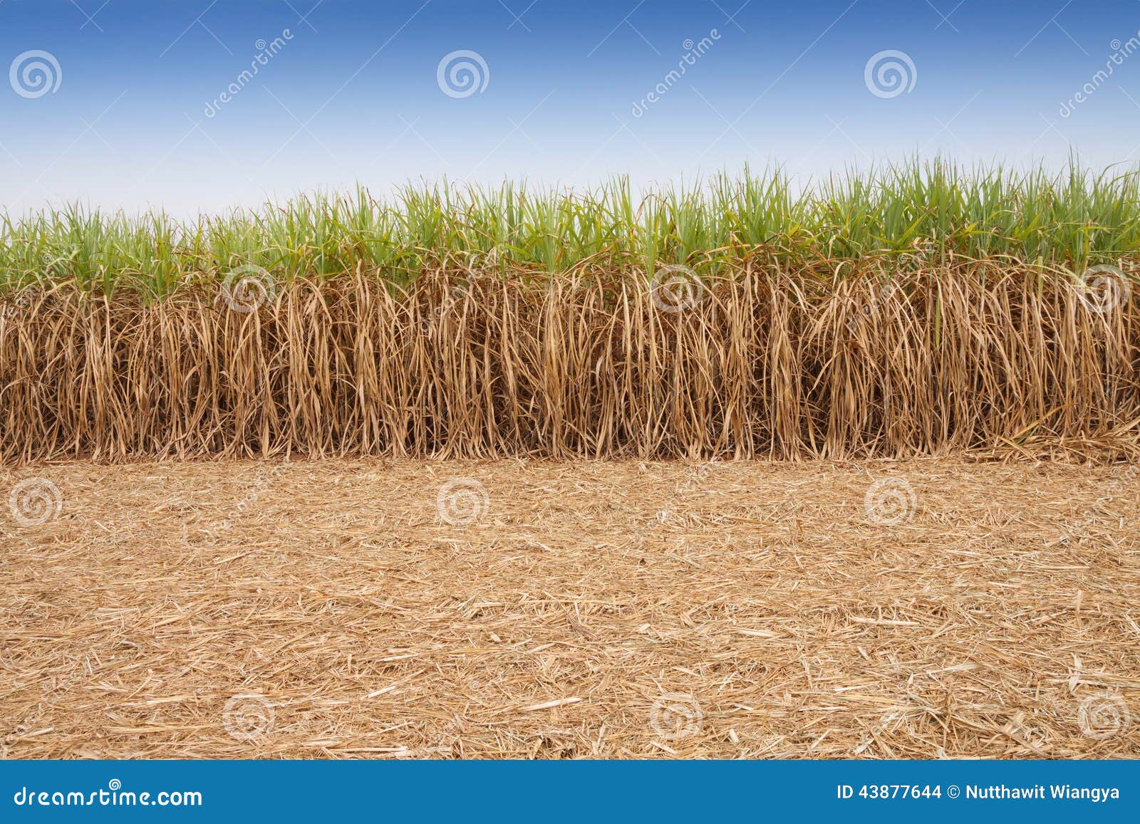 Sugar cane field . stock photo. Image of farm, landscape - 43877644