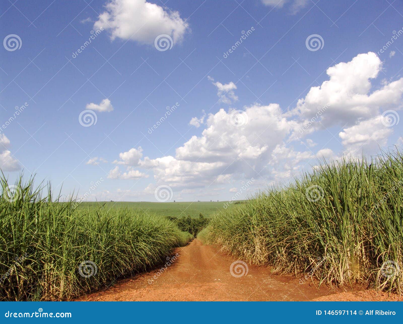 Sugar cane field stock photo. Image of foliage, fuel - 146597114