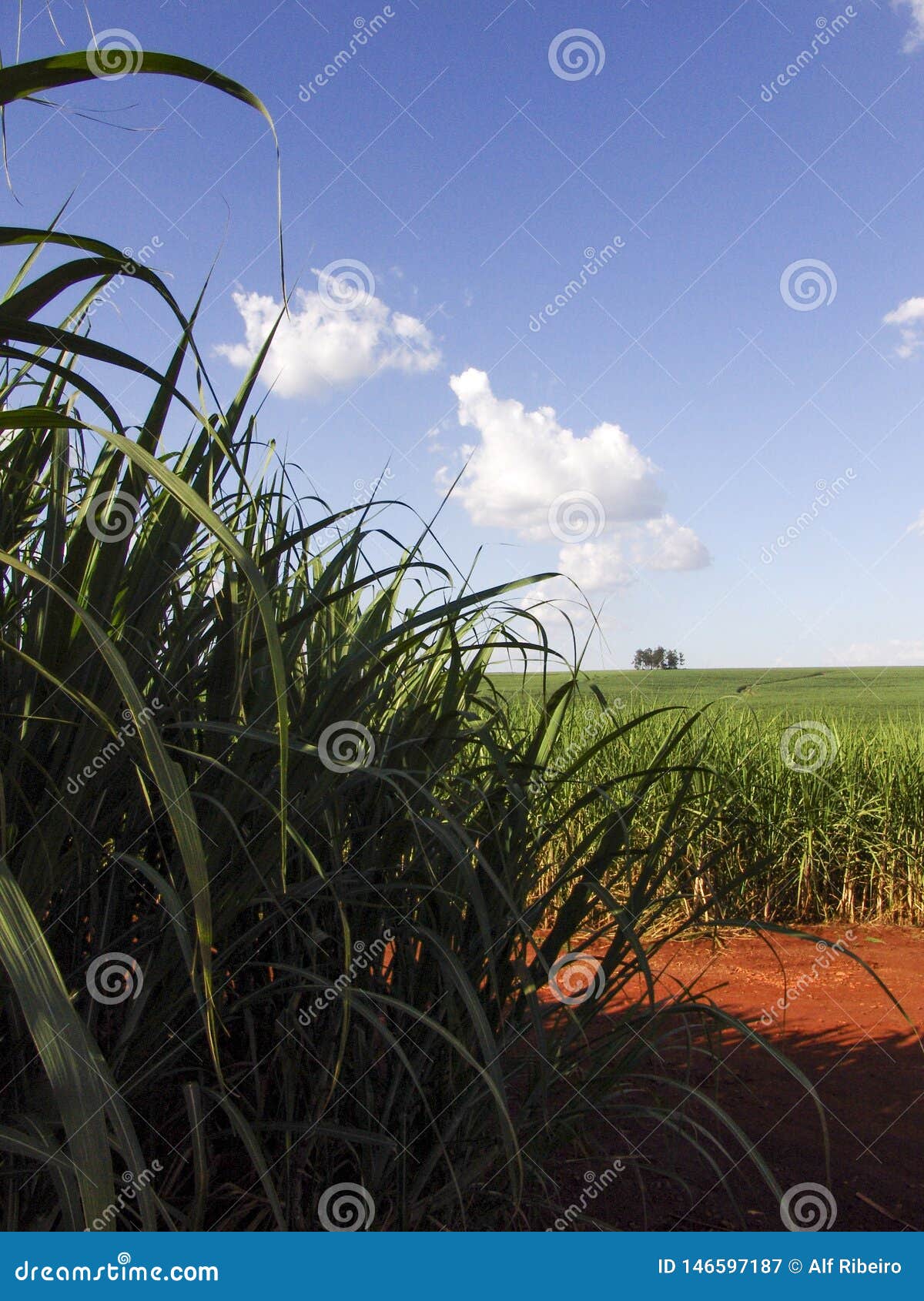 Sugar cane field stock image. Image of field, crop, agribusiness ...