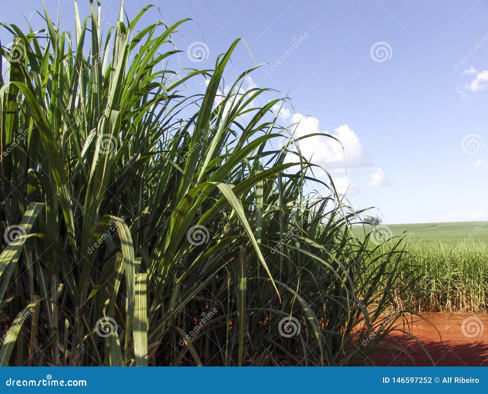 Sugar cane field stock photo. Image of harvest, green - 146597252