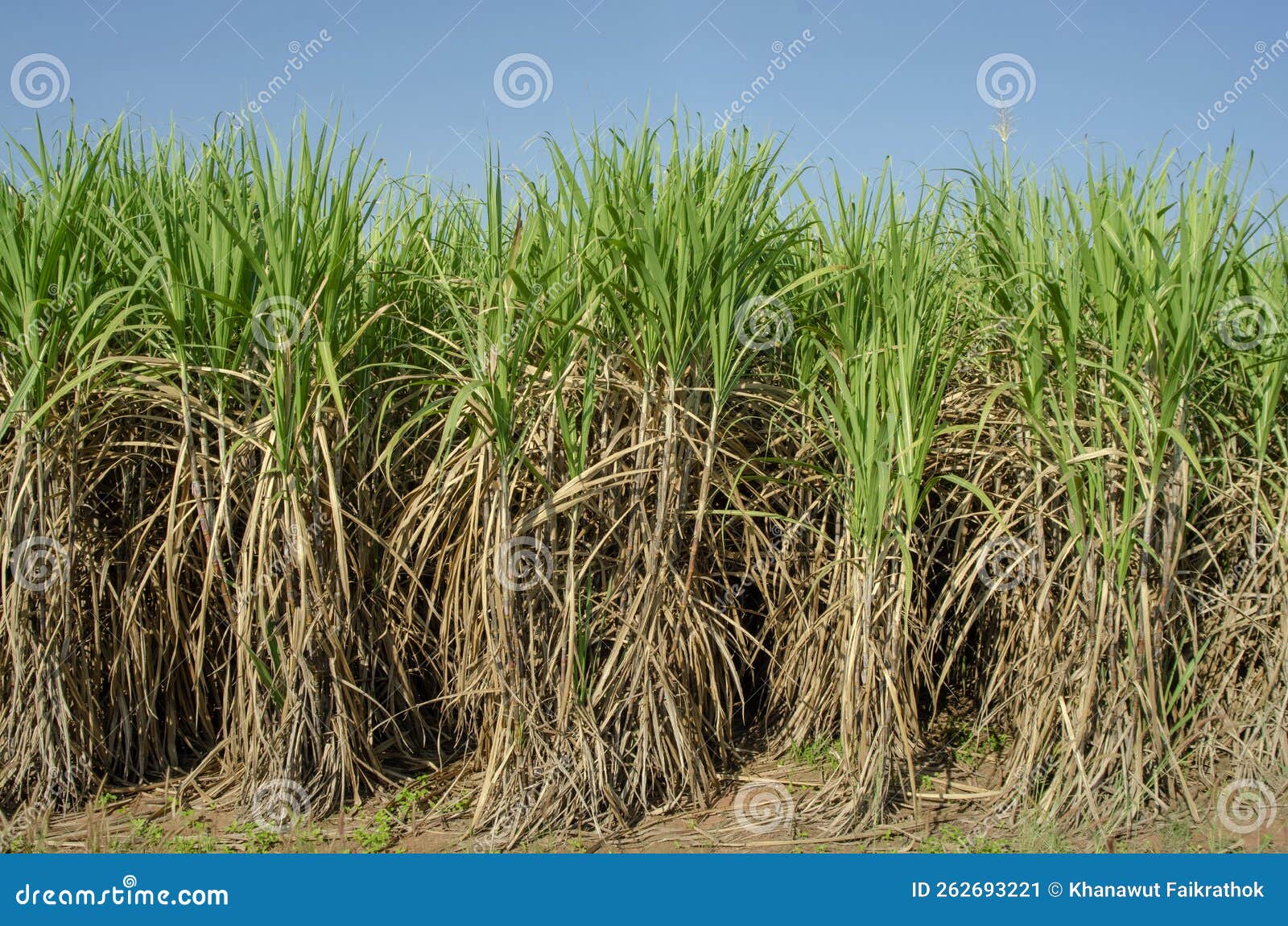 Sugar Cane Field, Sugarcane in the Field Stock Image - Image of country ...