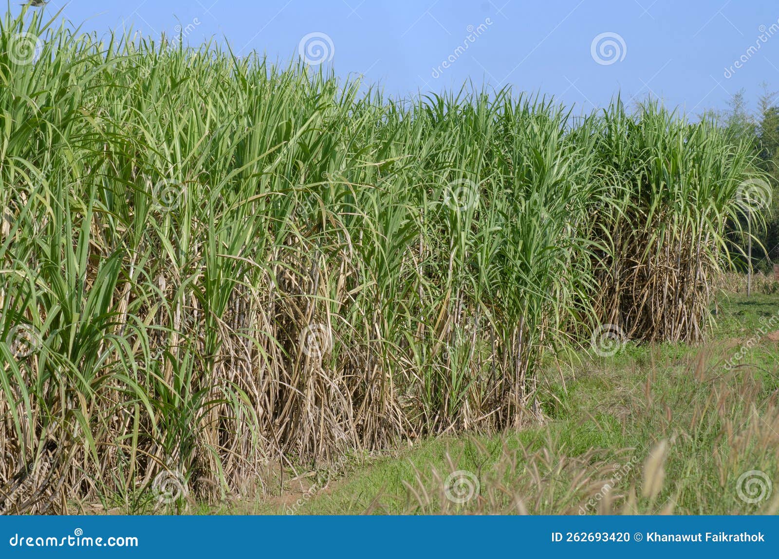 Sugar Cane Field, Sugarcane in the Field Stock Photo - Image of harvest ...