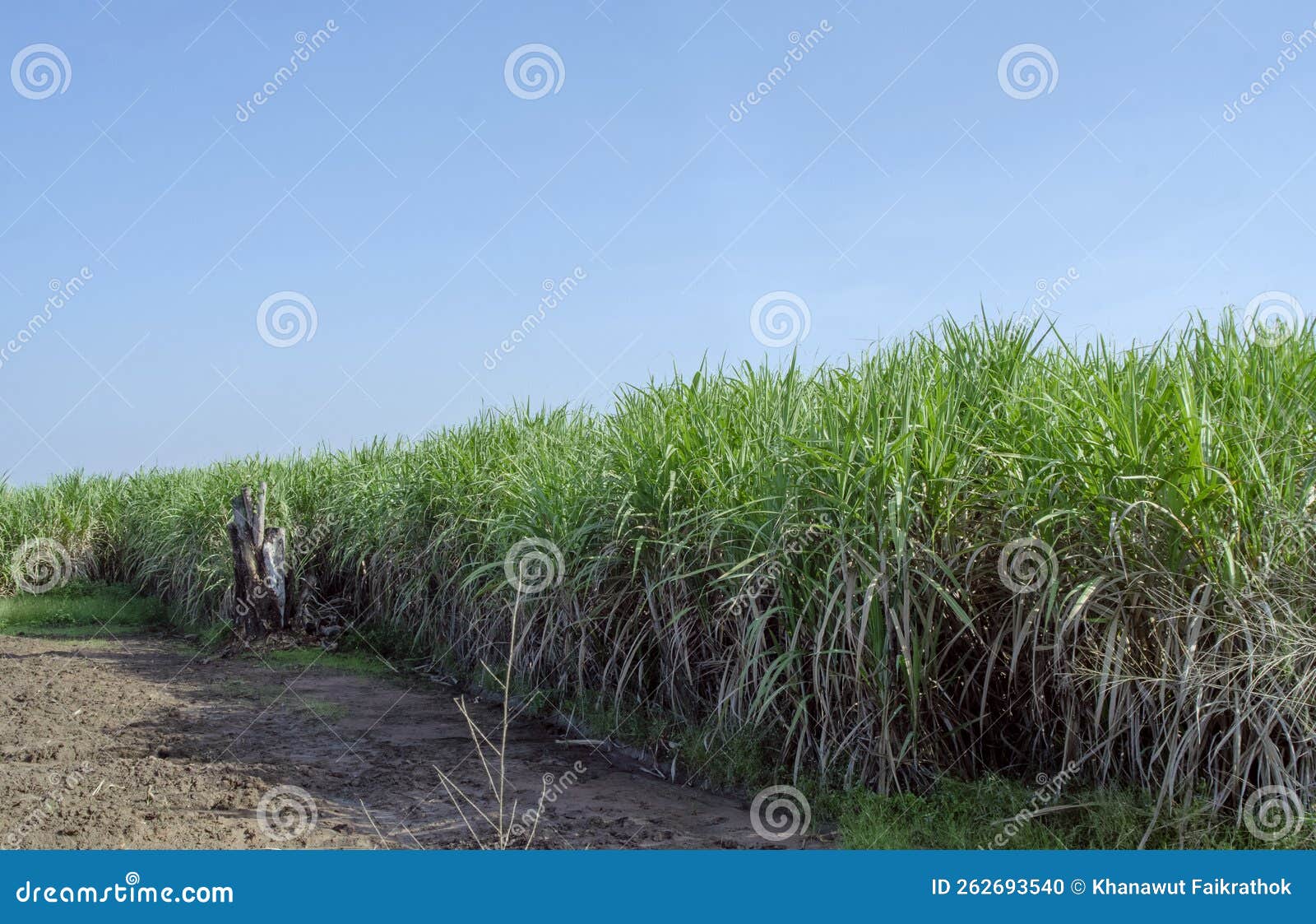 Sugar Cane Field, Sugarcane in the Field with Blue Sky Stock Photo ...