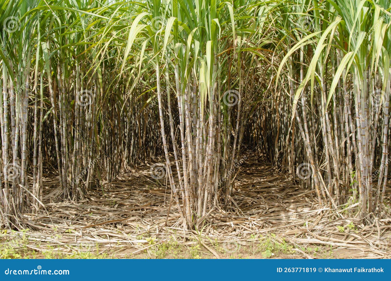 Sugar Cane Field, Sugarcane and Leaves in the Field Stock Image - Image ...