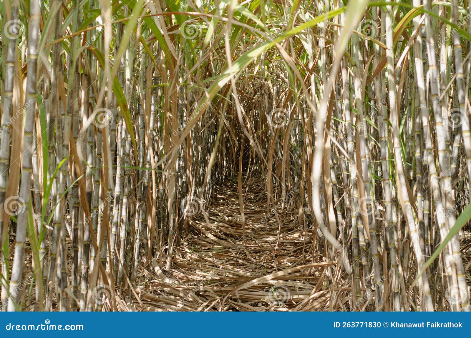 Sugar Cane Field, Sugarcane and Leaves in the Field Stock Photo - Image ...