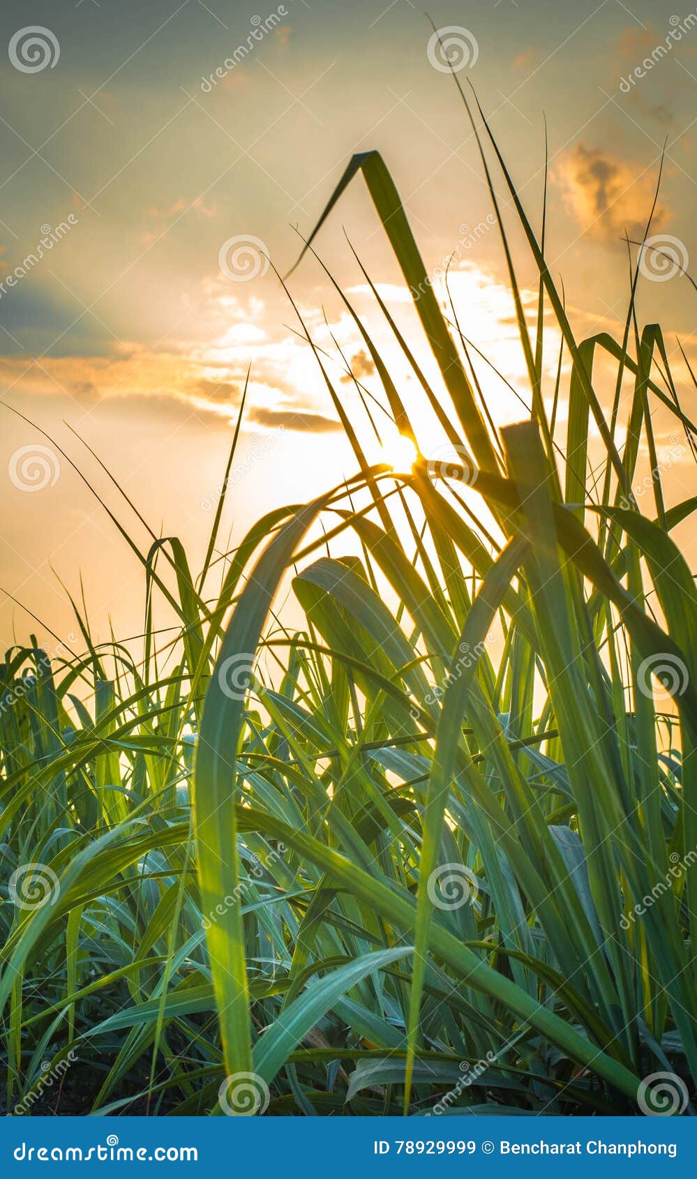 Sugar cane field stock image. Image of energy, agriculture - 78929999