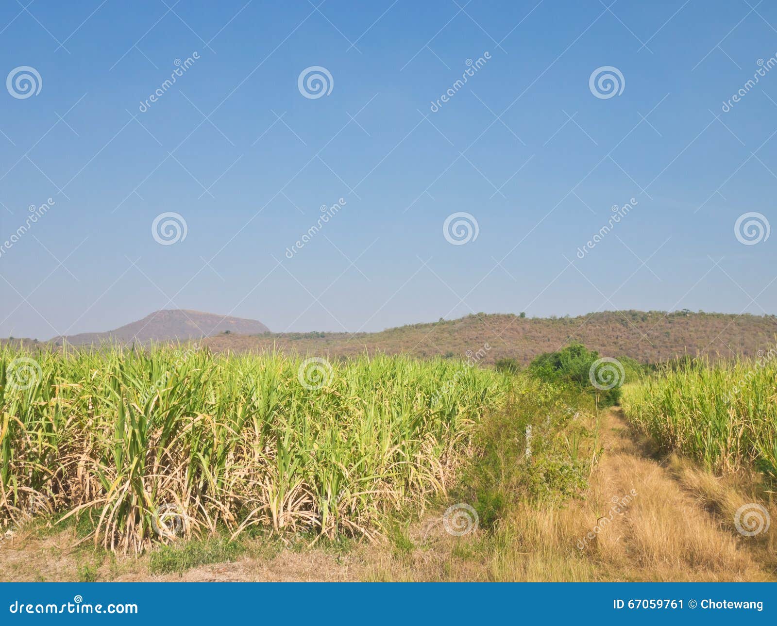 Sugar cane field stock image. Image of natural, growth - 67059761