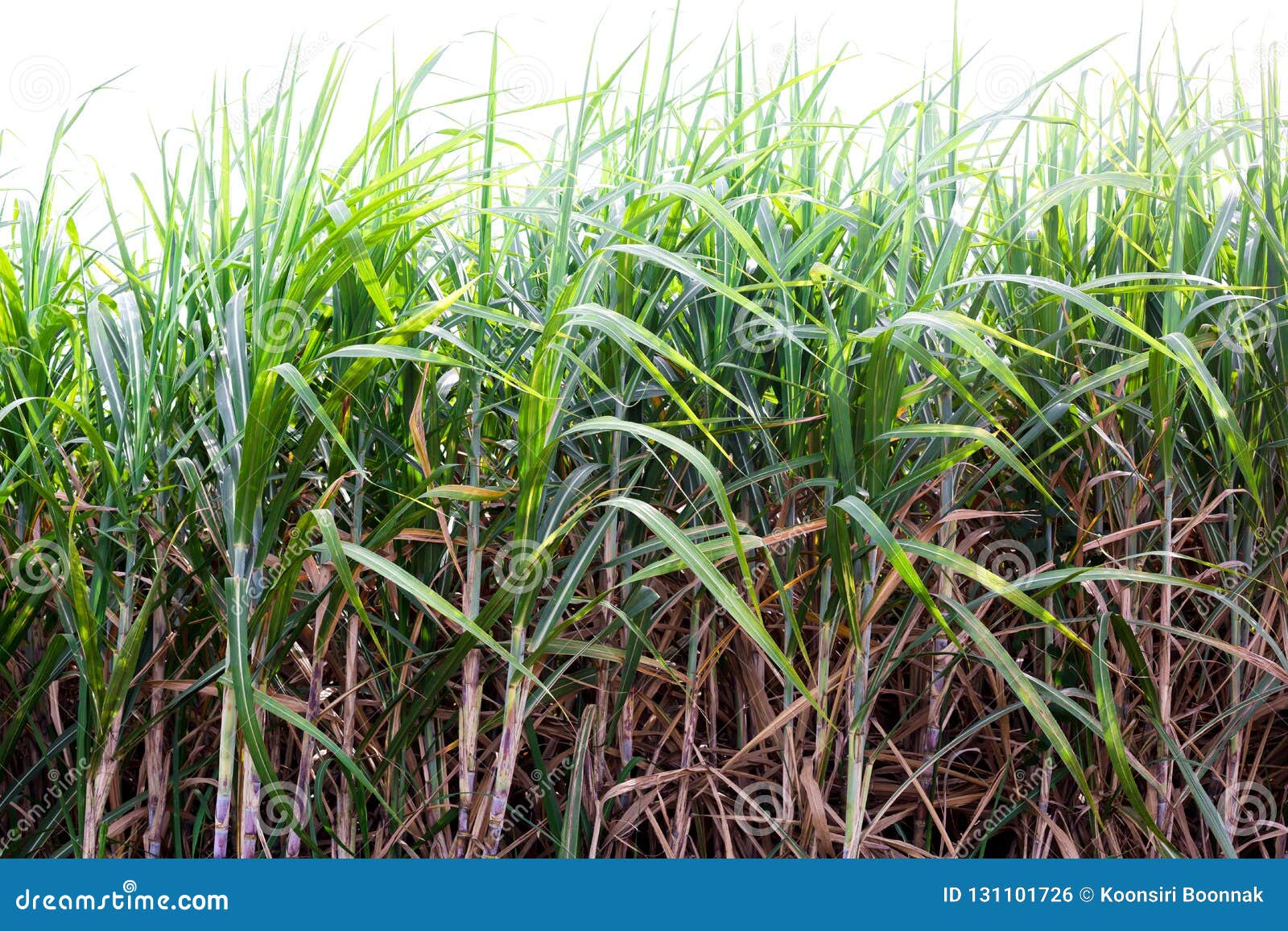 Sugar Cane Field with White Isolated Background. Stock Photo - Image of ...
